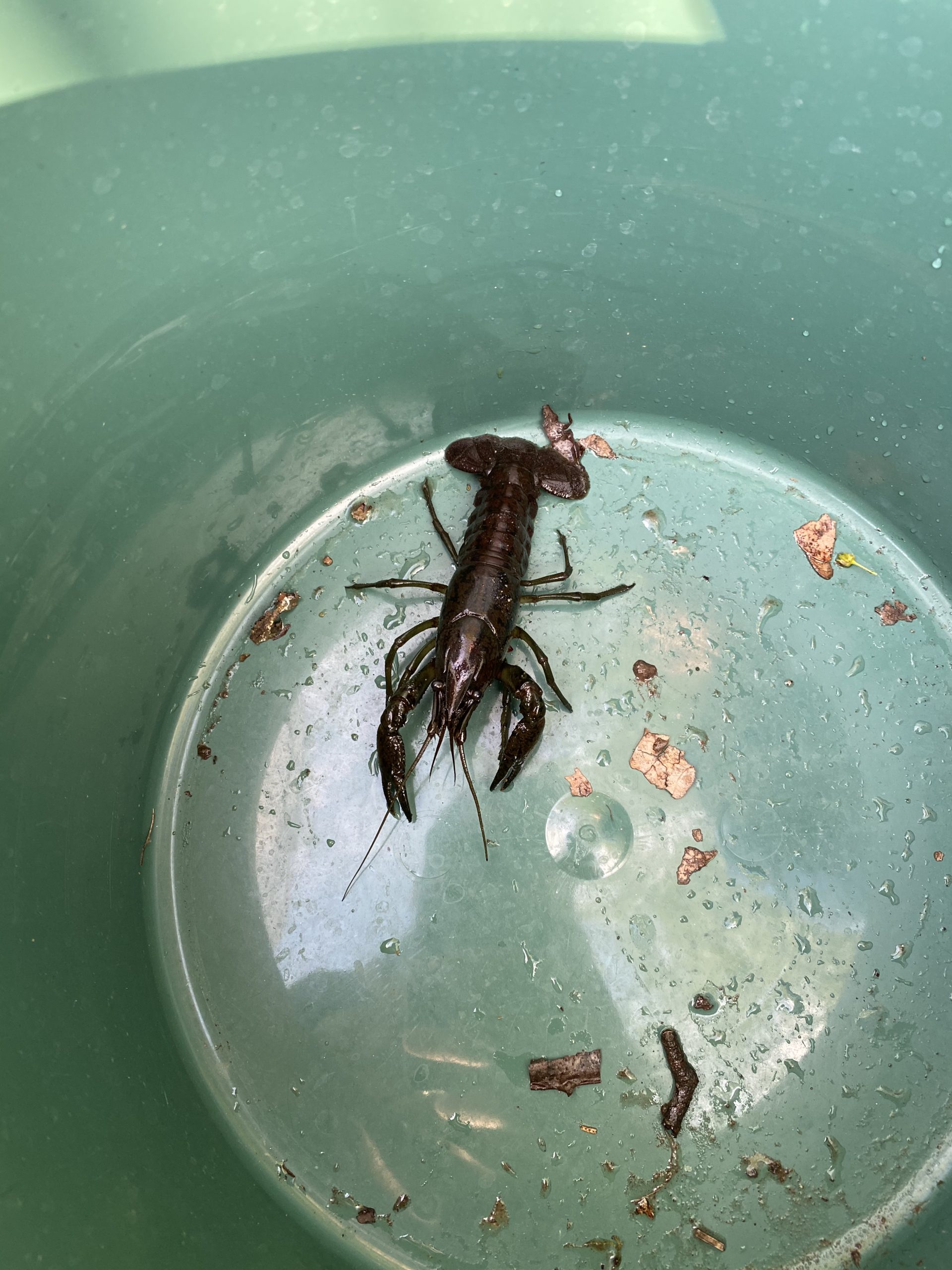der Marmorkrebs (Procambarus virginalis) | NABU-Gruppe Frankenthal e.V.
